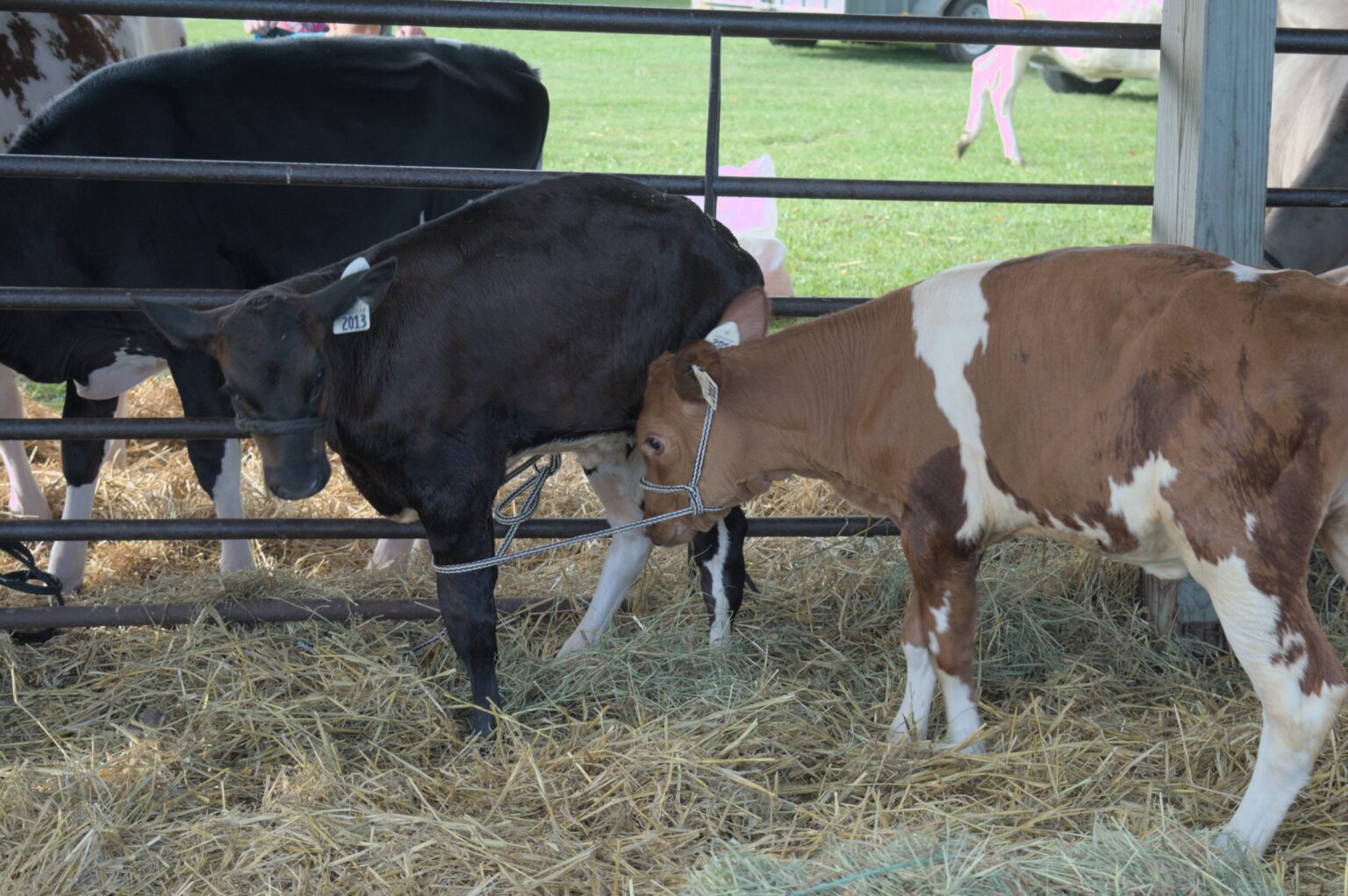 Durham Fall Fair - Durham Agricultural Society - Durham Fall Fair