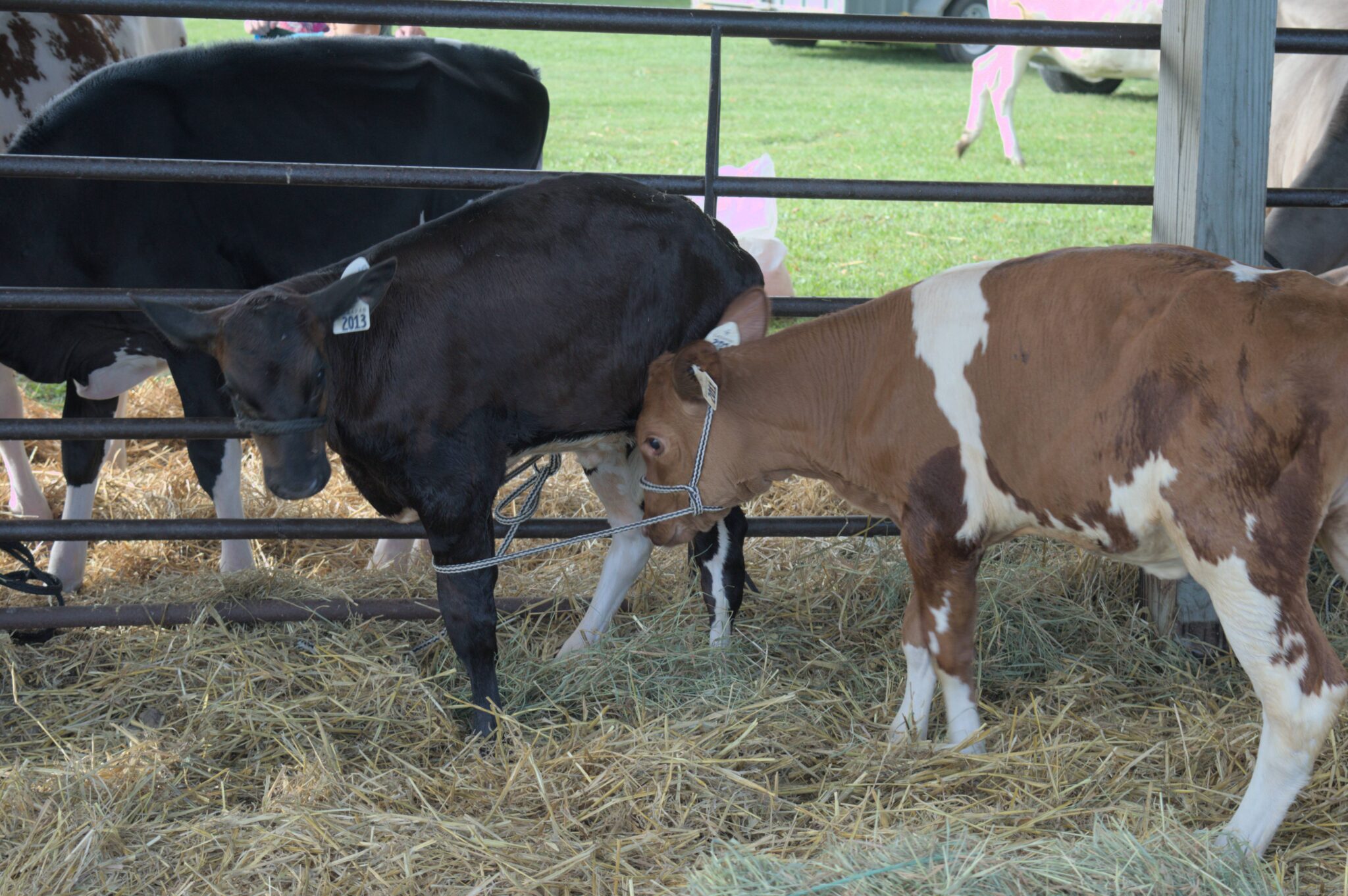 Durham Fall Fair - Durham Agricultural Society - Durham Fall Fair