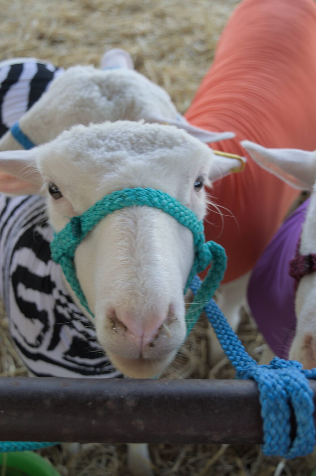 Durham Fall Fair - Durham Agricultural Society - Durham Fall Fair